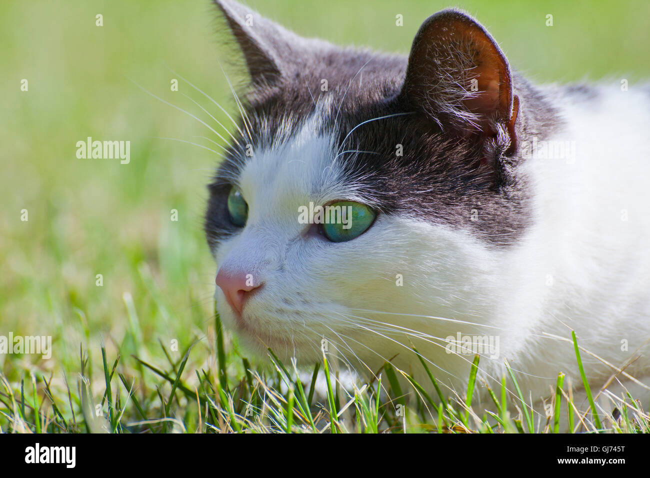 Cat is observing intently Stock Photo - Alamy