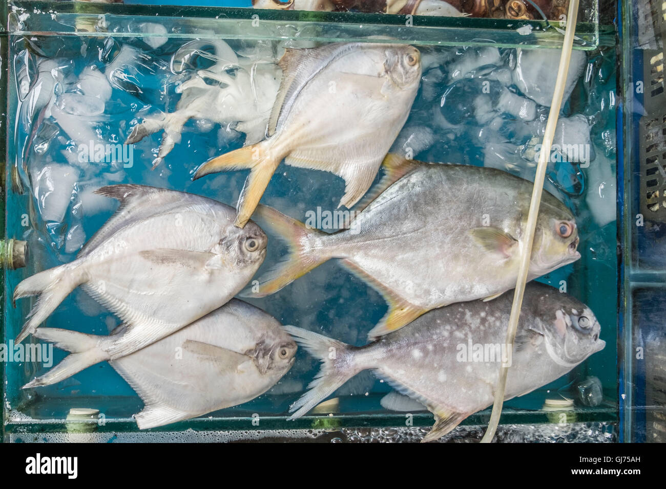 Zhenru fish market in Shanghai Stock Photo - Alamy