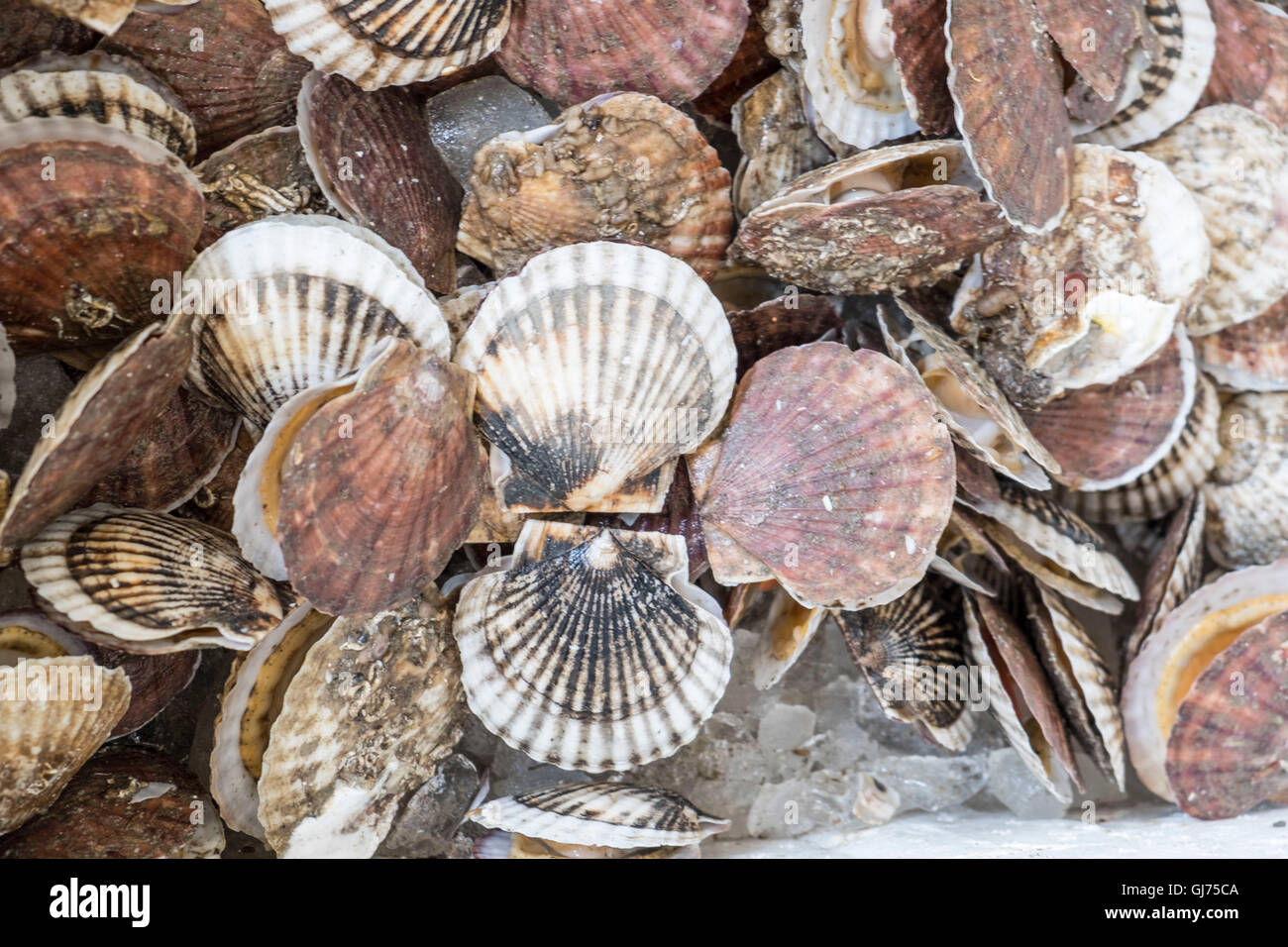 Zhenru fish market in Shanghai Stock Photo - Alamy