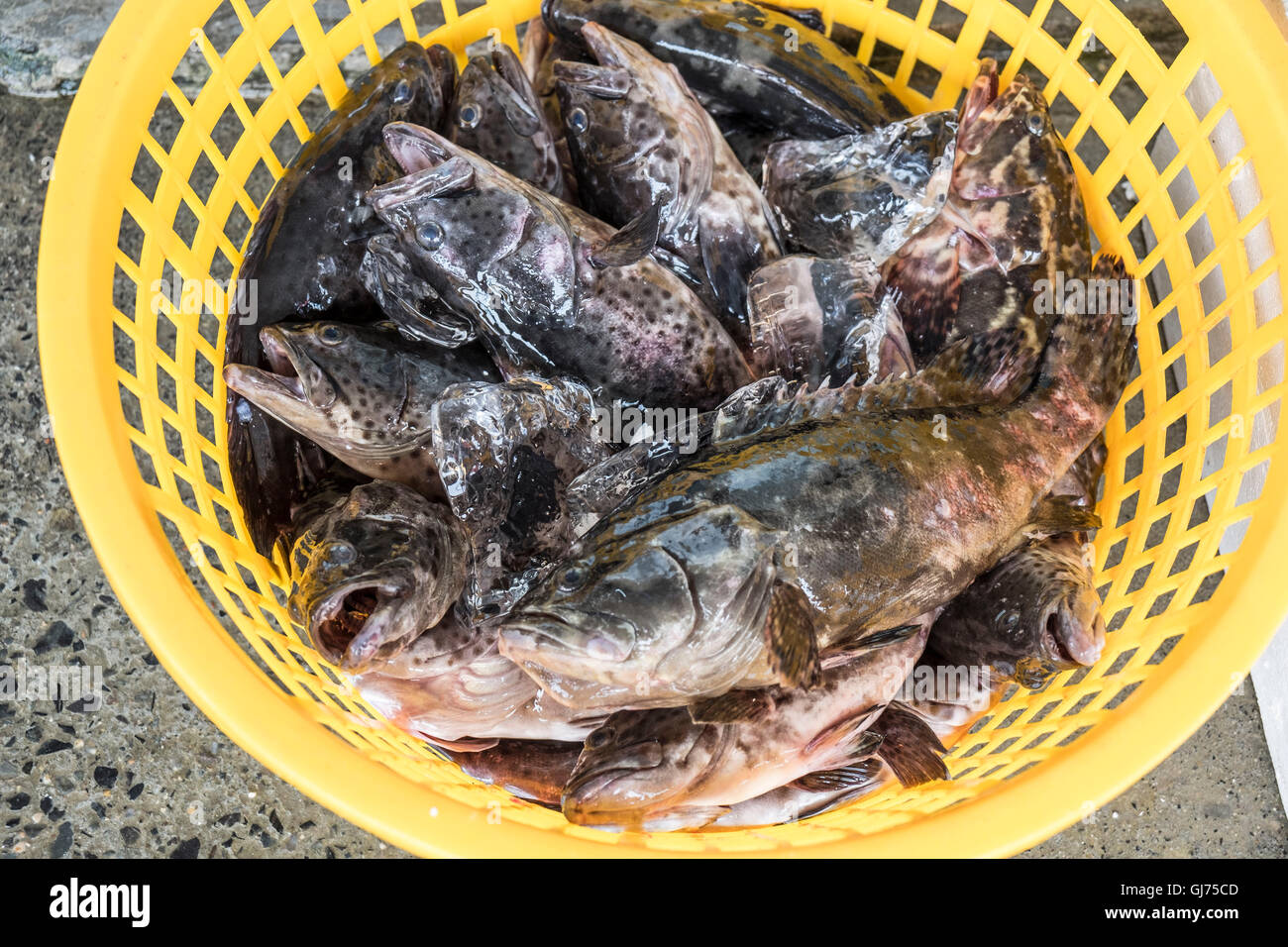 Zhenru fish market in Shanghai Stock Photo - Alamy