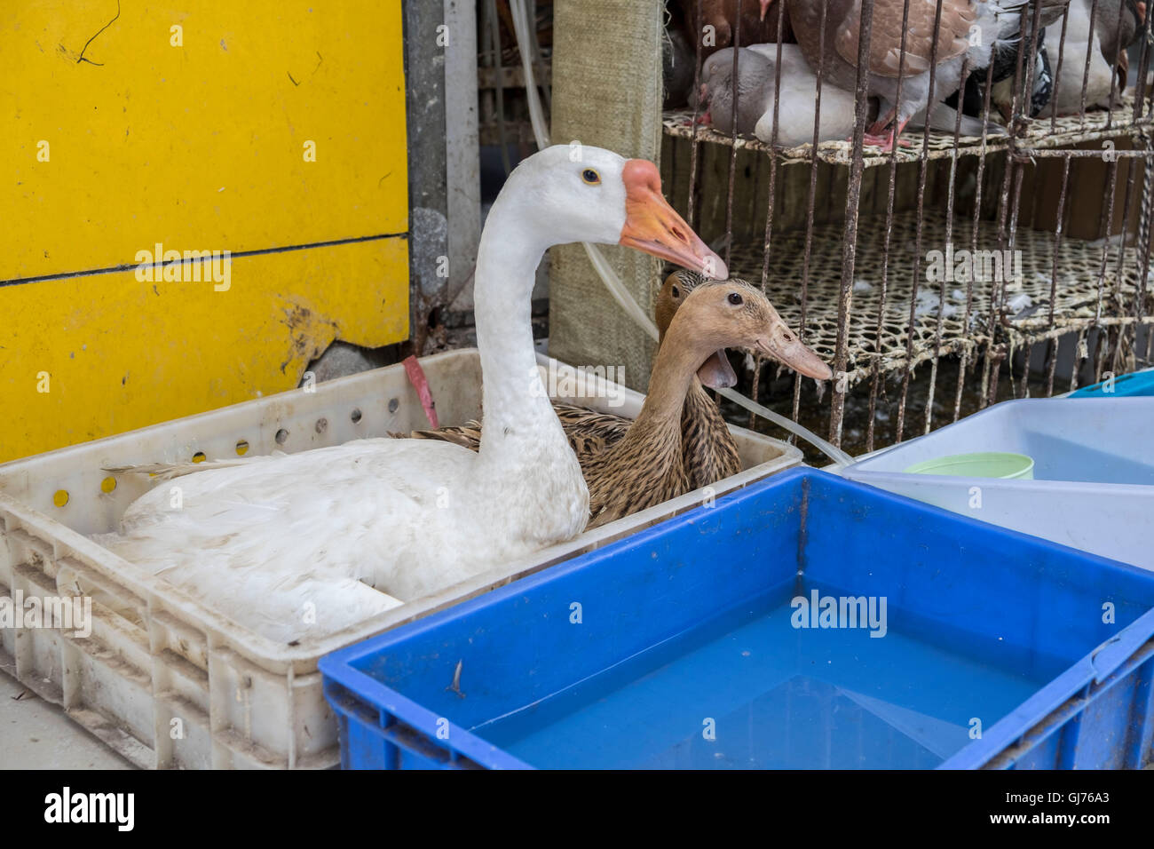 Animal farming hi-res stock photography and images - Alamy