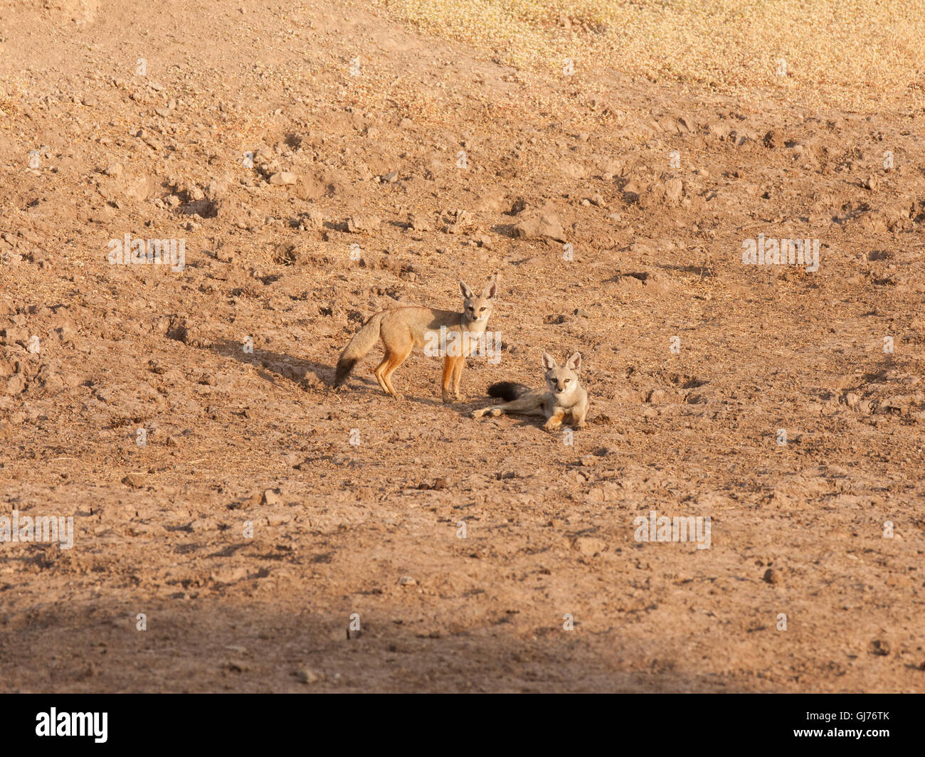 Indian fox hi-res stock photography and images - Alamy