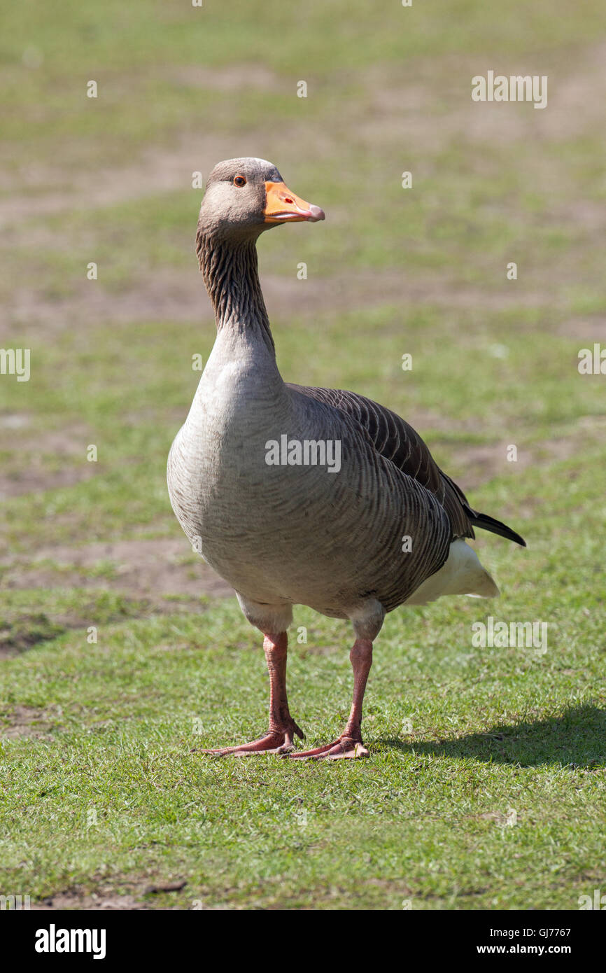 Western Greylag Goose (Anser anser Stock Photo - Alamy