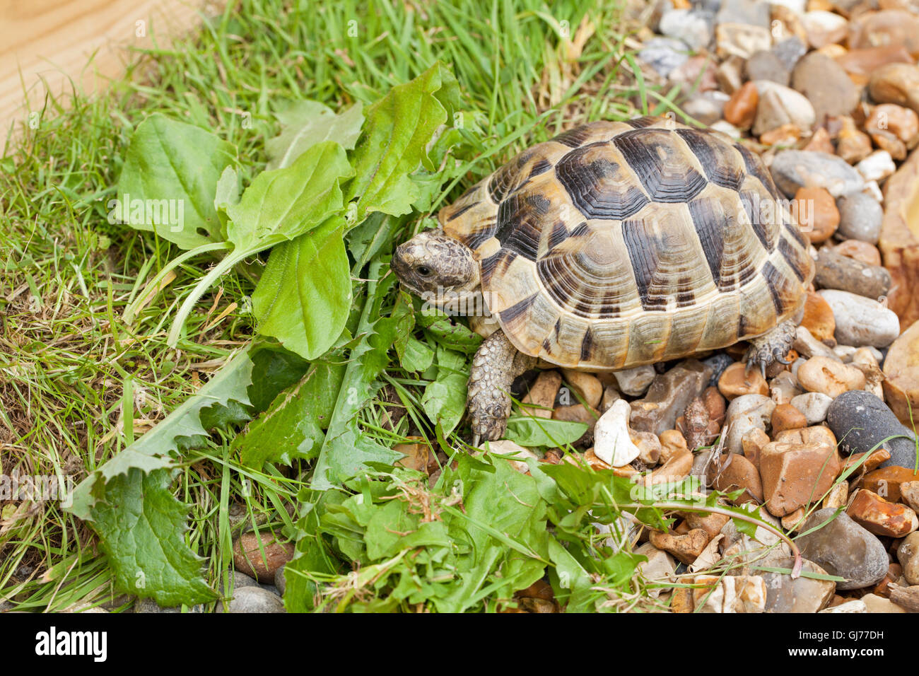 Mediterranean Spur-thighed Tortoise (Testudo graeca). Captive bred ...