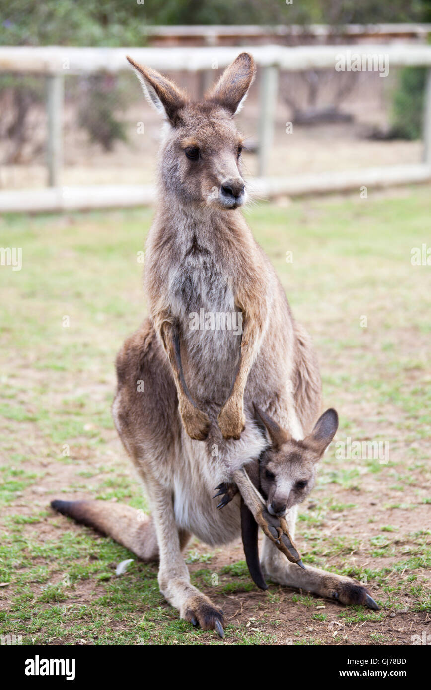 The close view of kangaroo with a baby in Tasmanian wildlife park Stock ...