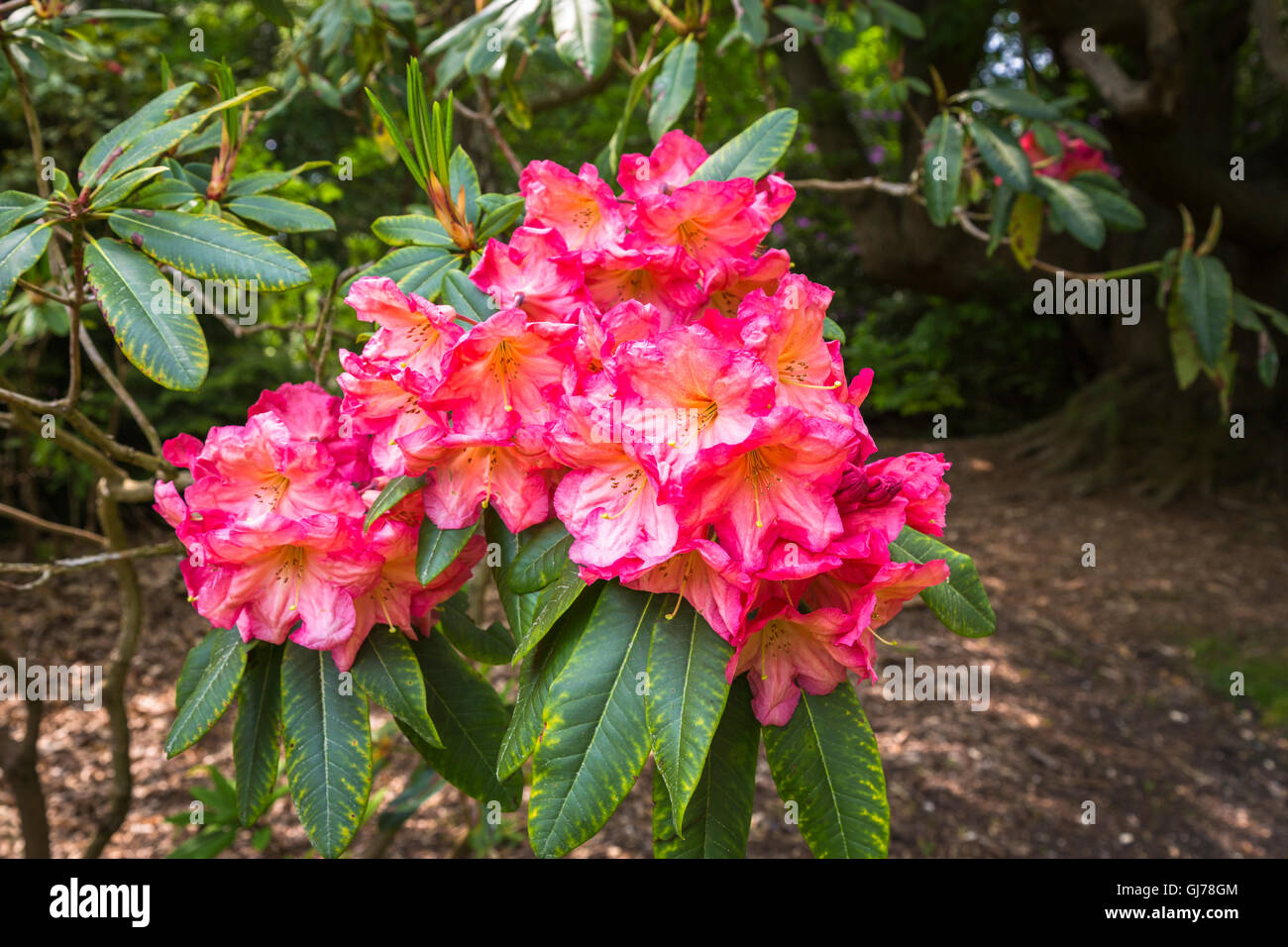 Pink to red Rhododendron 'Loderi King George' X Ostobo's No. 31 ...