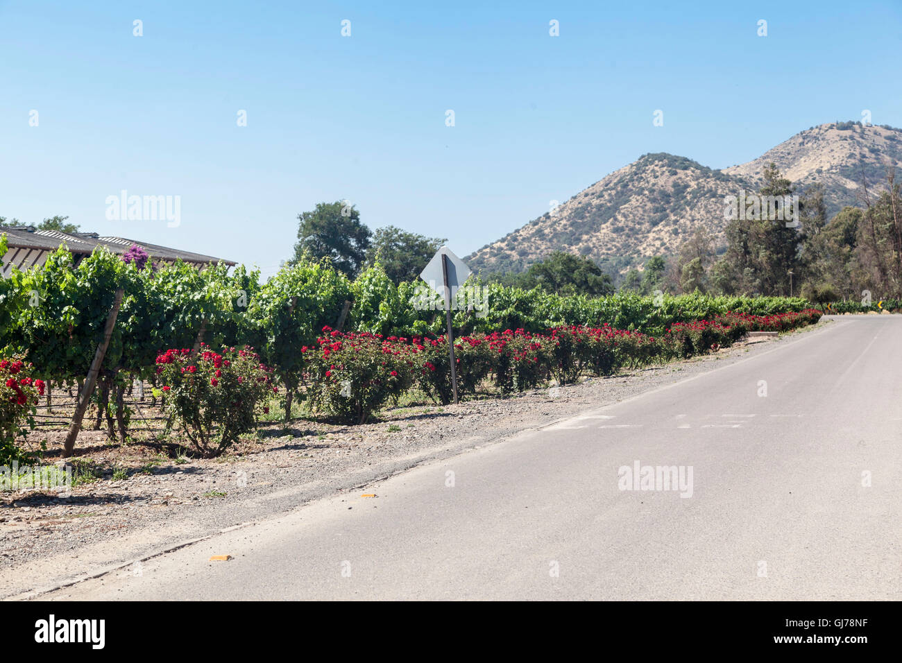Roses Winery Santiago do Chile Stock Photo - Alamy