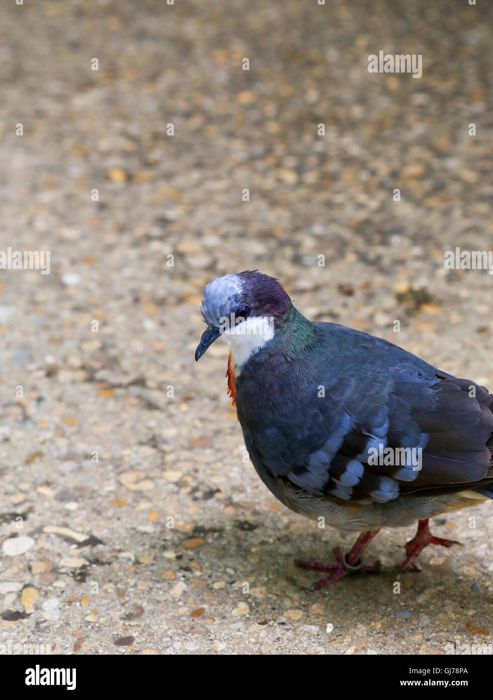 Rare Endangered Pigeon Mindoro Bleeding Heart (Gallicolumba platenae ...