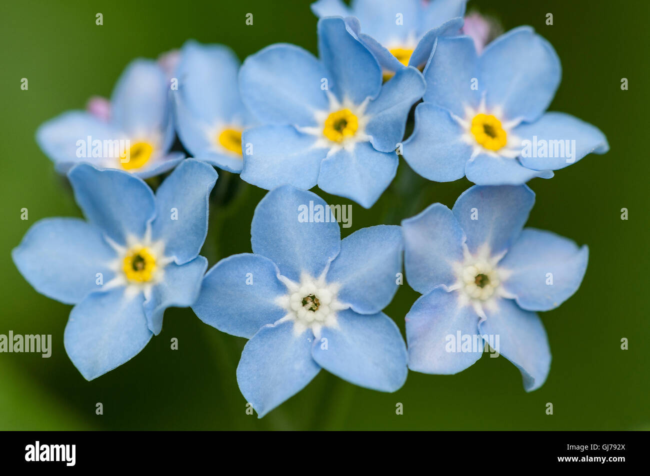 Forget me not blue flower hi-res stock photography and images - Alamy