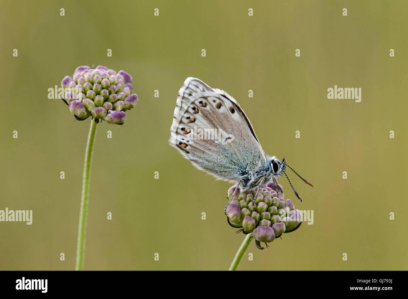 Chalk hill blue butterfly hi-res stock photography and images - Alamy