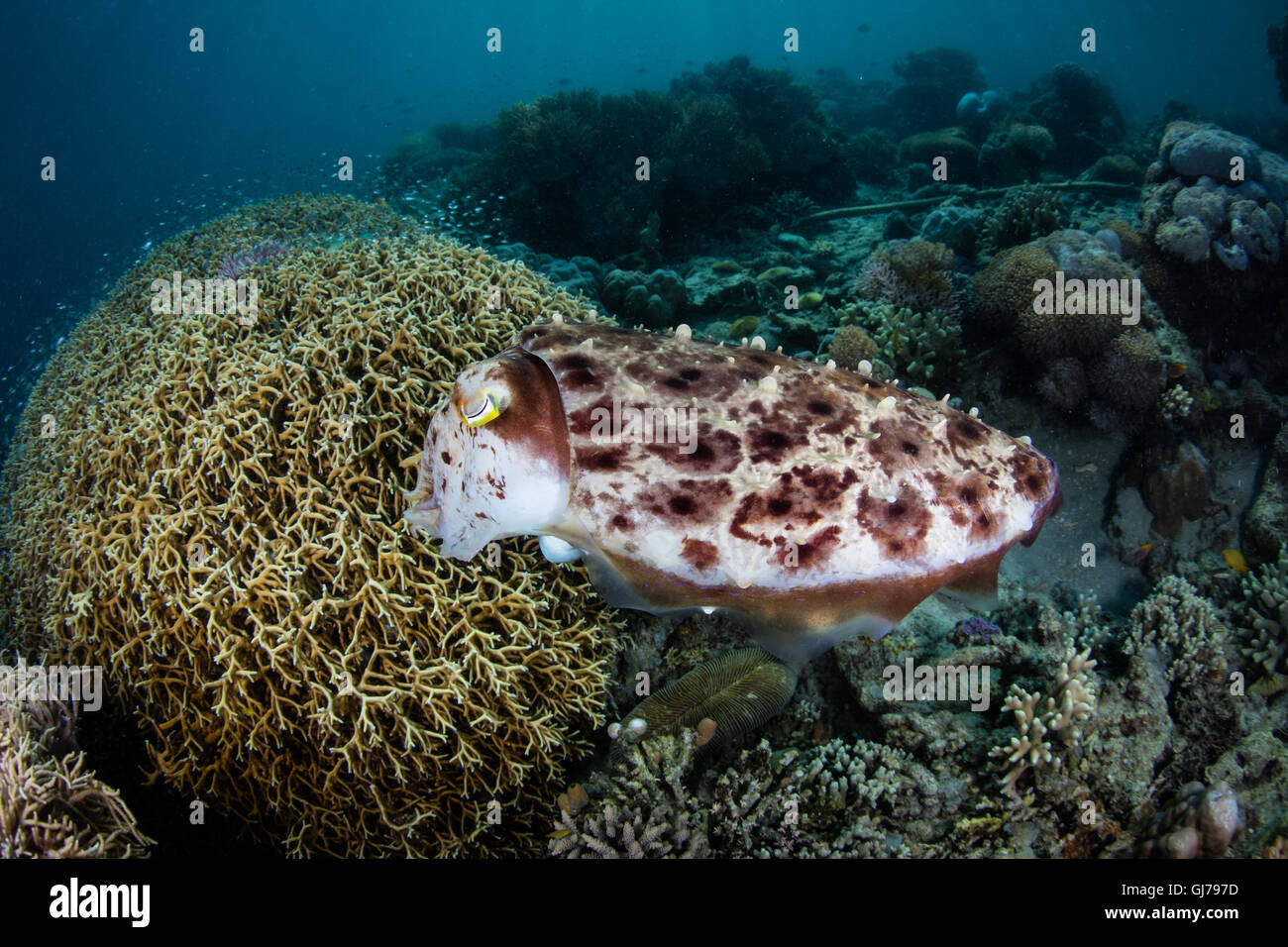 A female Broadclub cuttlefish (Sepia latimanus) lays eggs in a colony ...