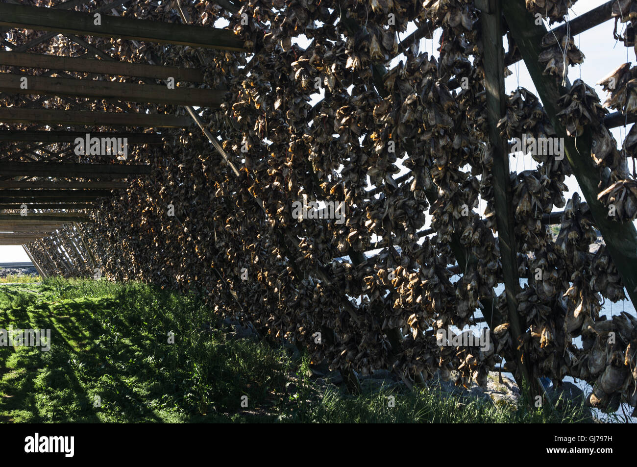 Cod fish head hi-res stock photography and images - Alamy