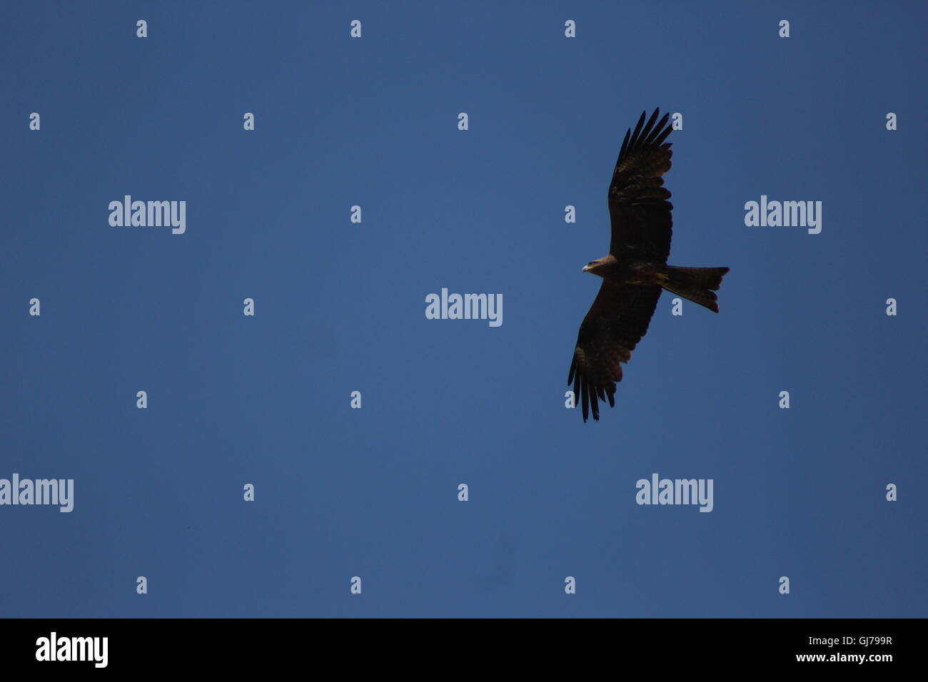 Eagle flying high in the sky Stock Photo - Alamy