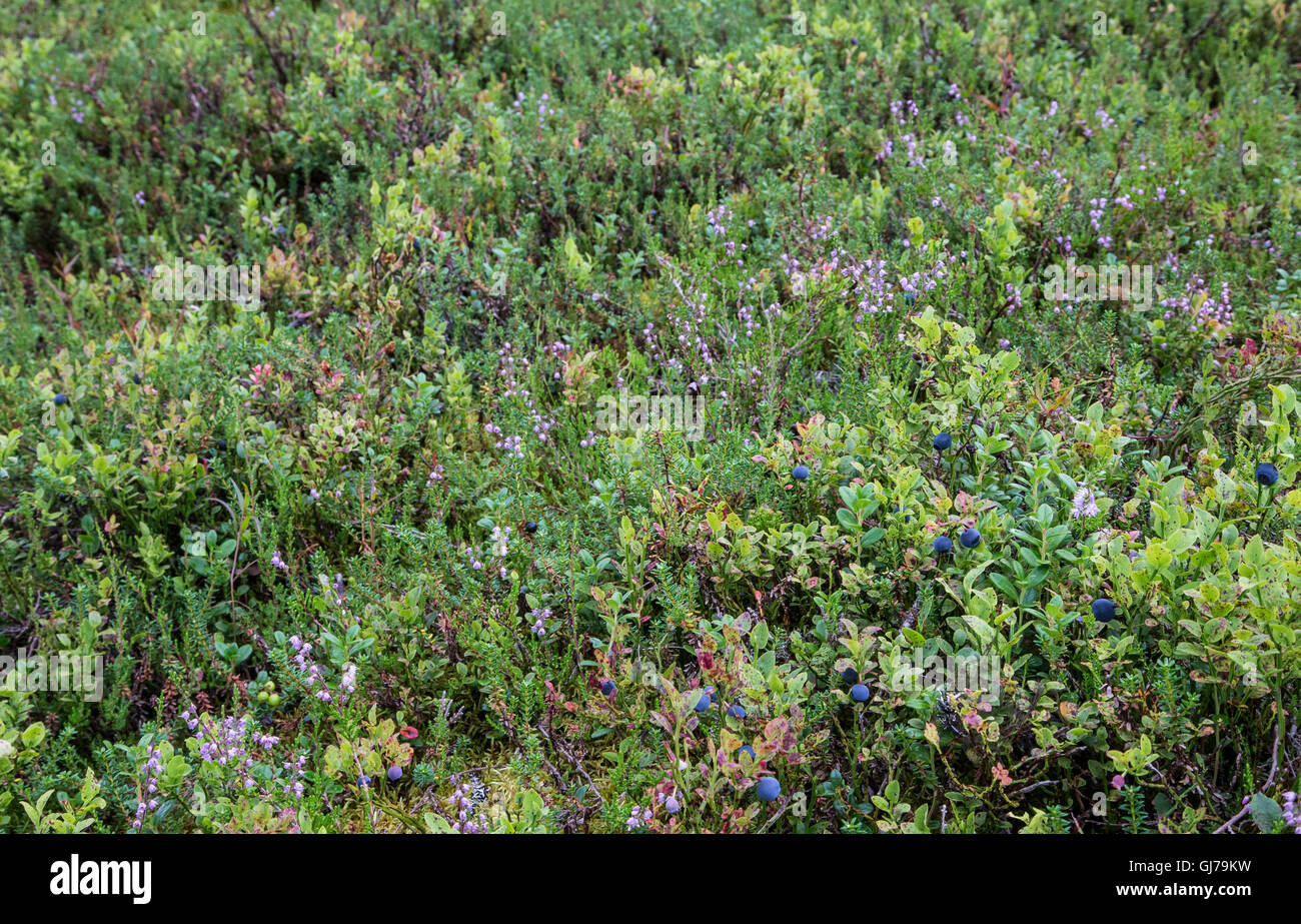 blueberries in a forest of Finnish Lapland Stock Photo - Alamy