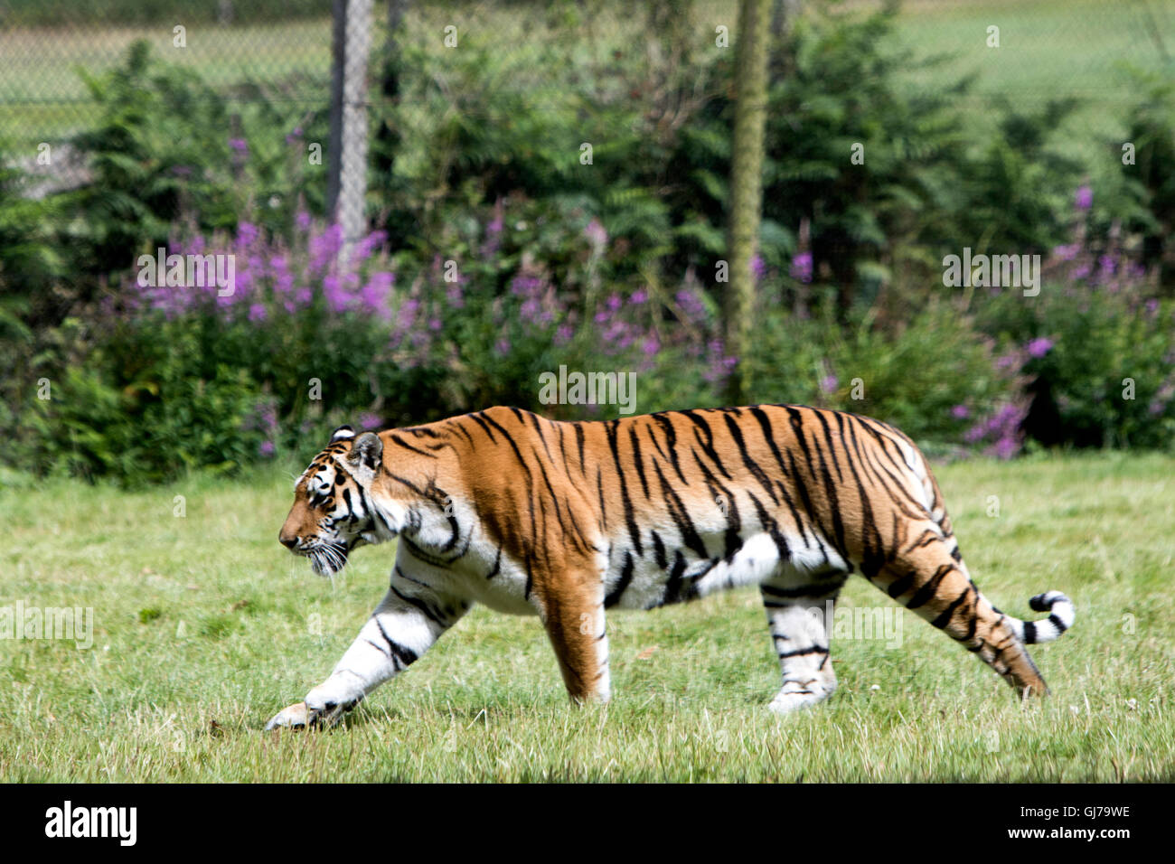 The Siberian tiger, also known as the Amur tiger Panthera tigris ...