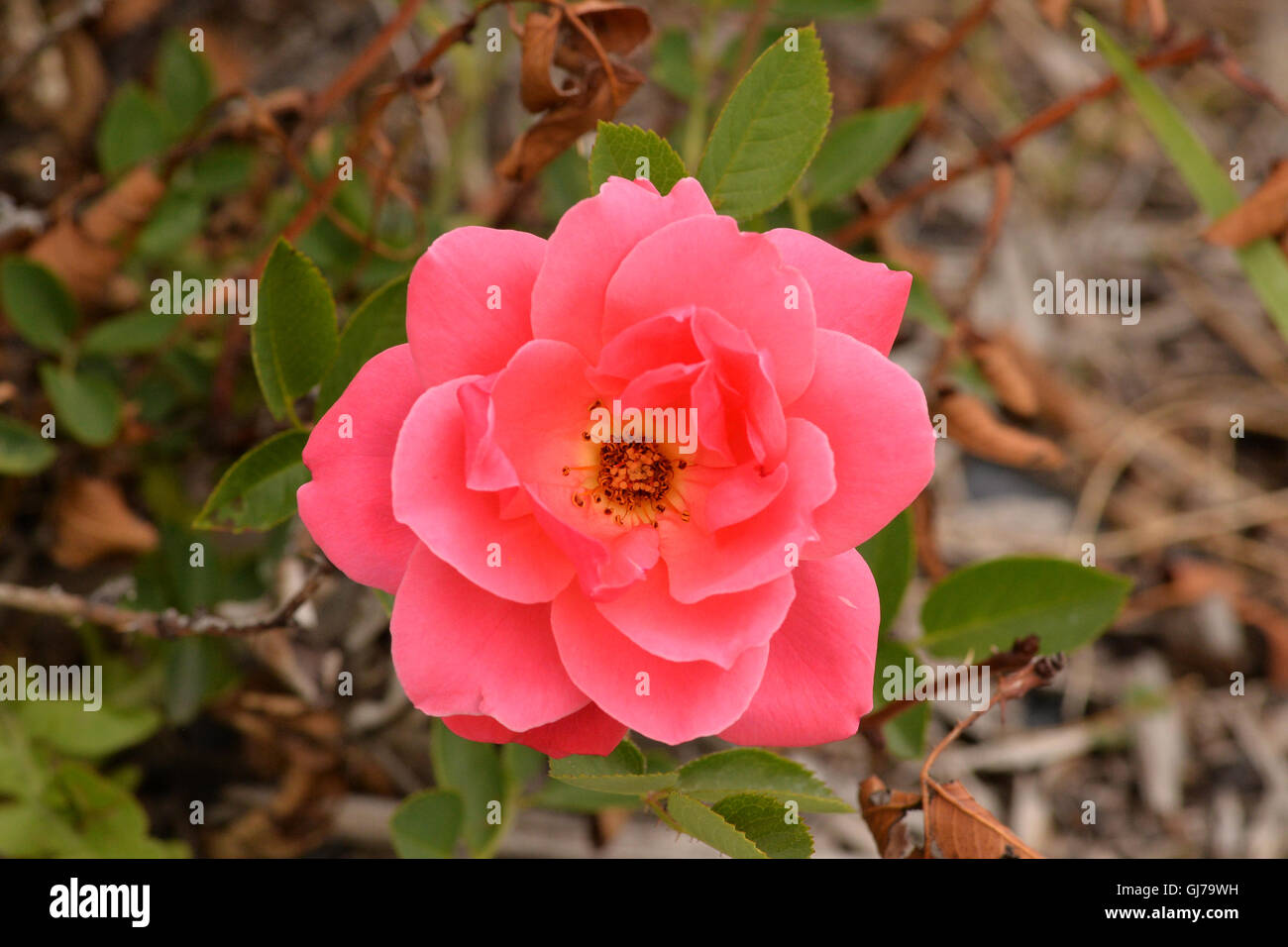 Single blooming rose hi-res stock photography and images - Alamy