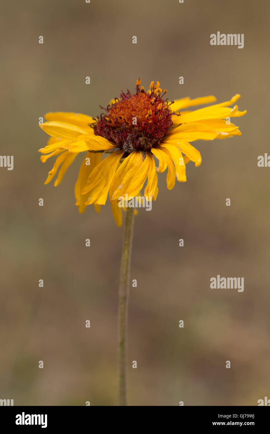 Single yellow wildflower Stock Photo - Alamy