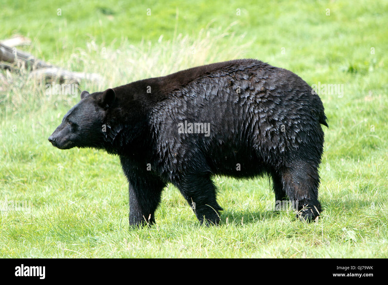 American black bear Ursus americanus at Woburn Safari Park located in ...