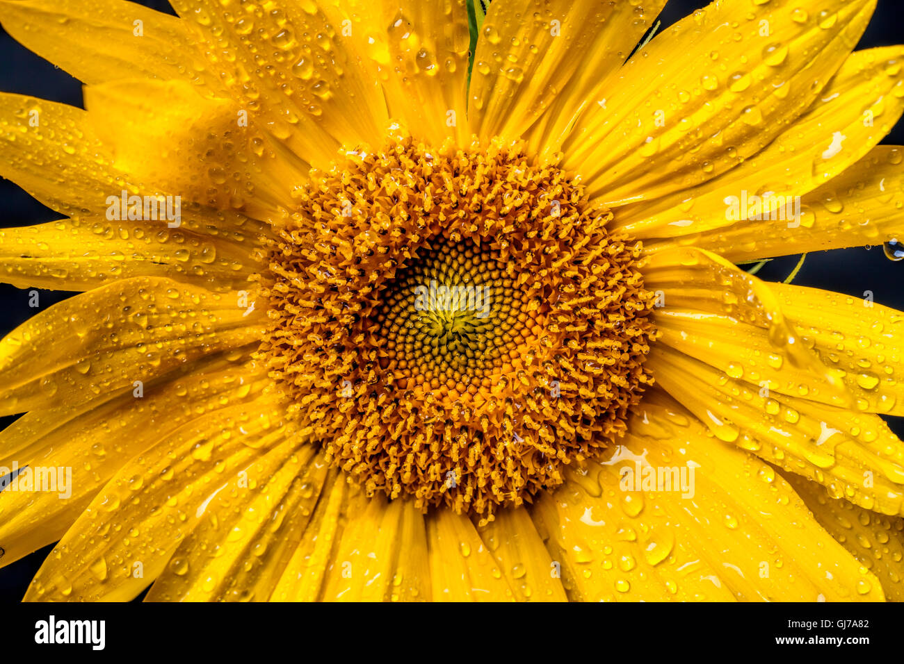 Wet sunflower hi-res stock photography and images - Alamy