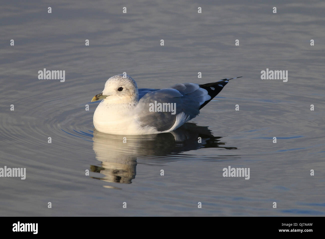 Gull with black wingtips hi-res stock photography and images - Alamy