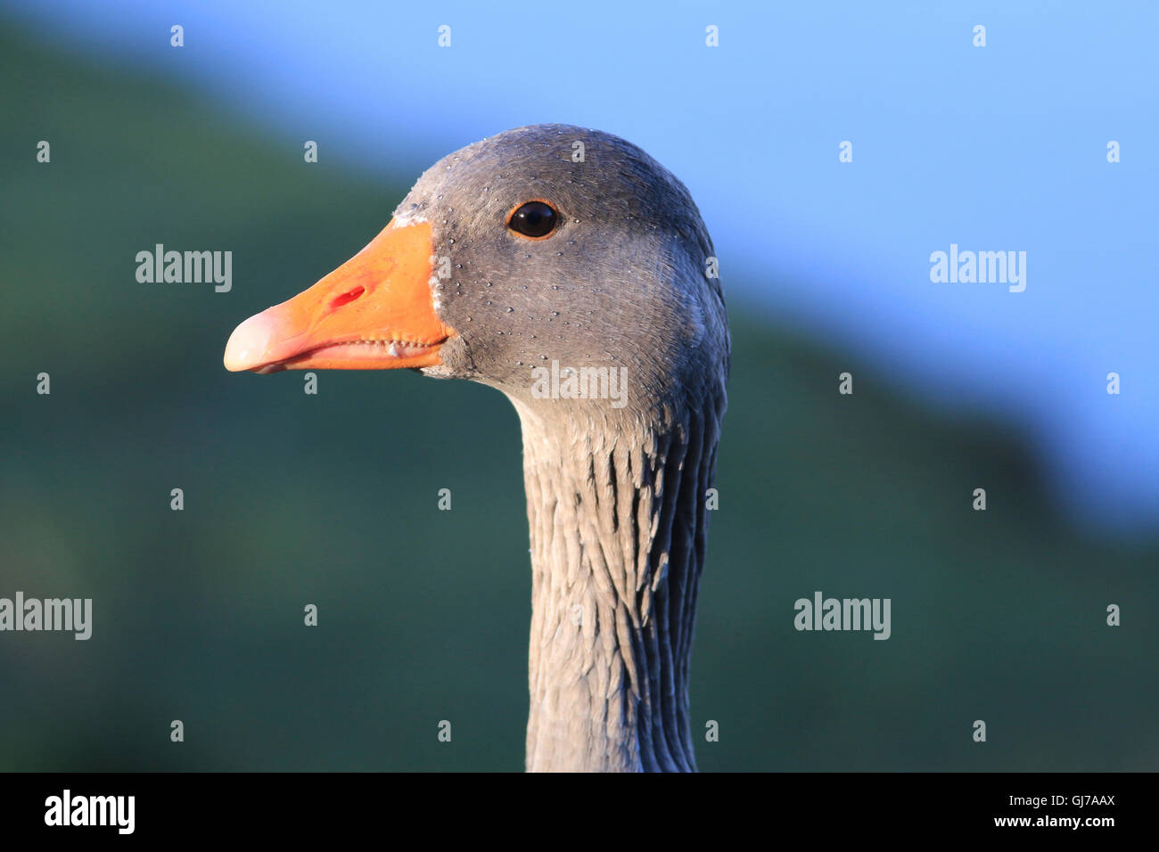 Headshot of Greylag goose Stock Photo - Alamy