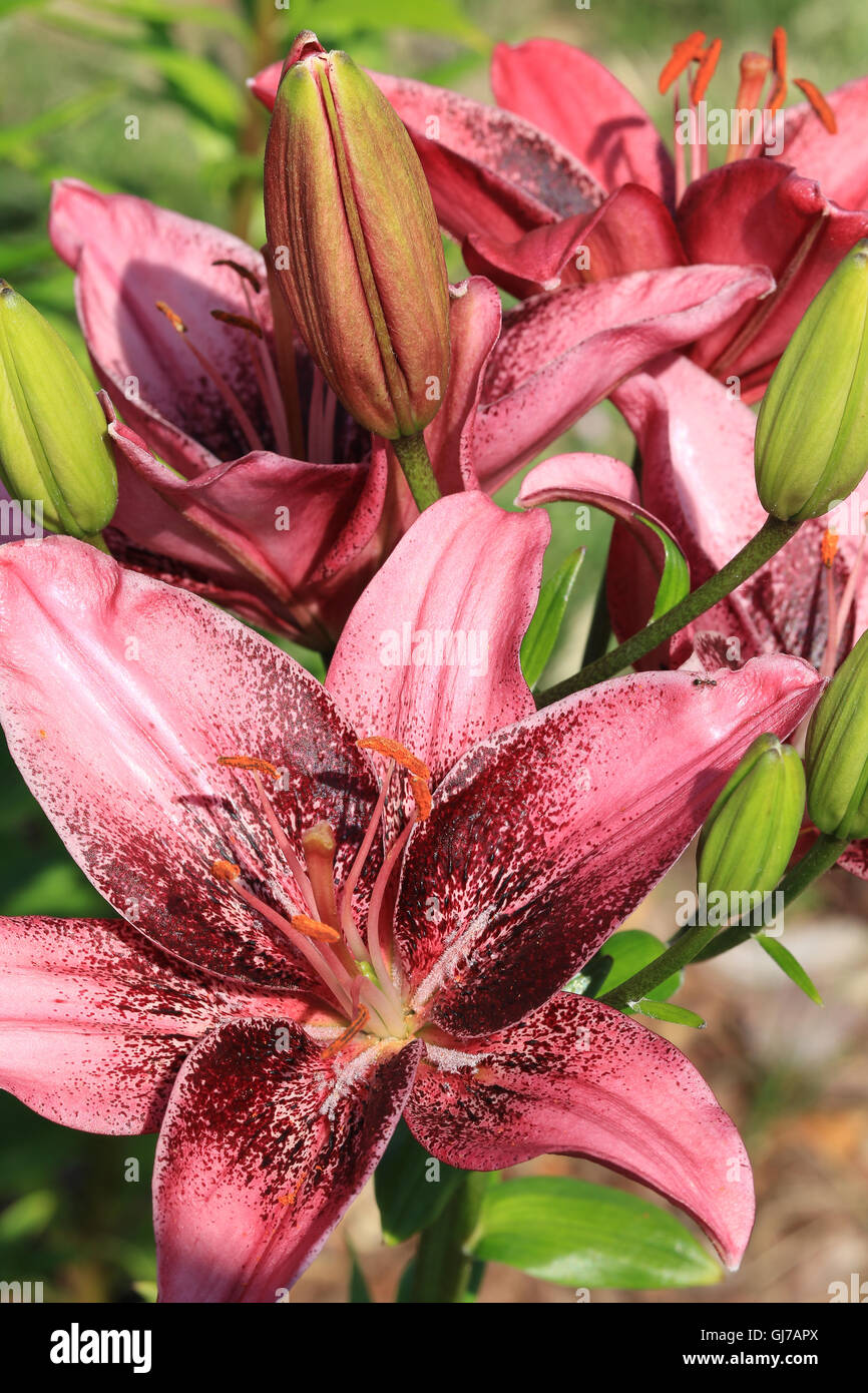 Asian lily hi-res stock photography and images - Alamy