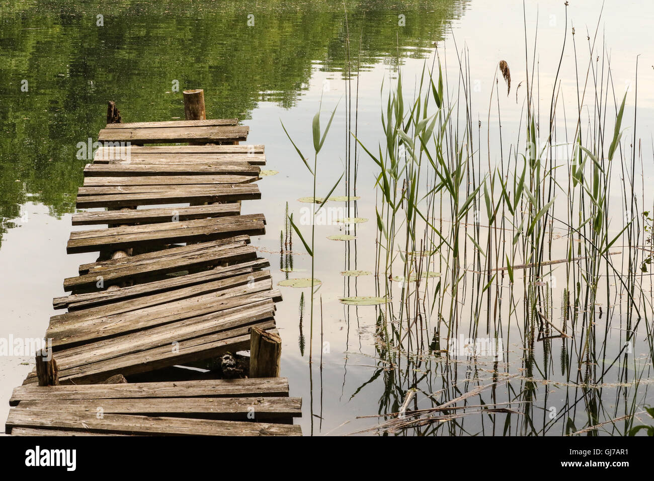 Reed bed by the water hi-res stock photography and images - Alamy