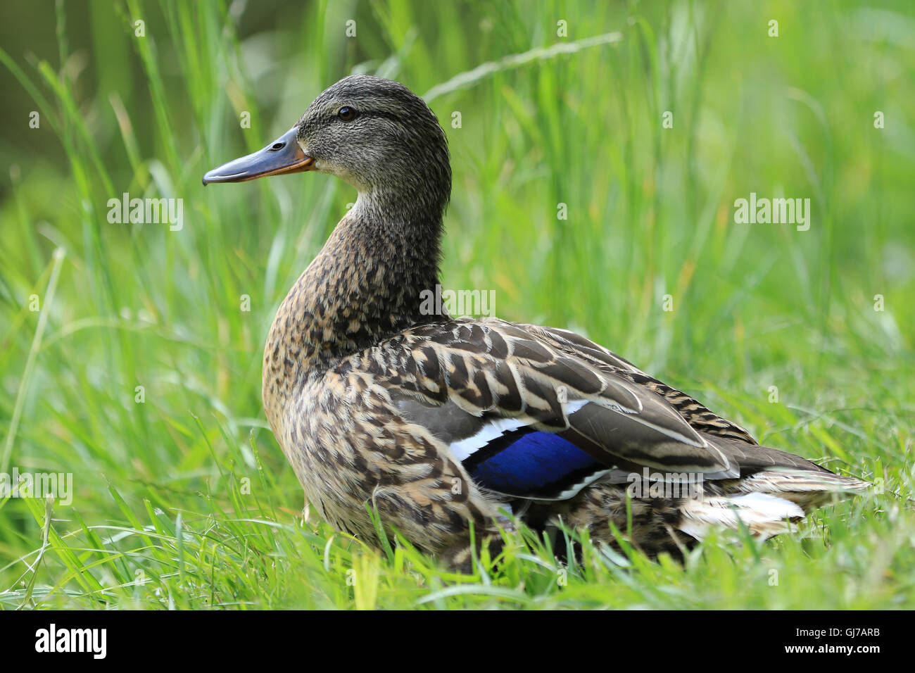 Female Duck On Grass Hi Res Stock Photography And Images Alamy