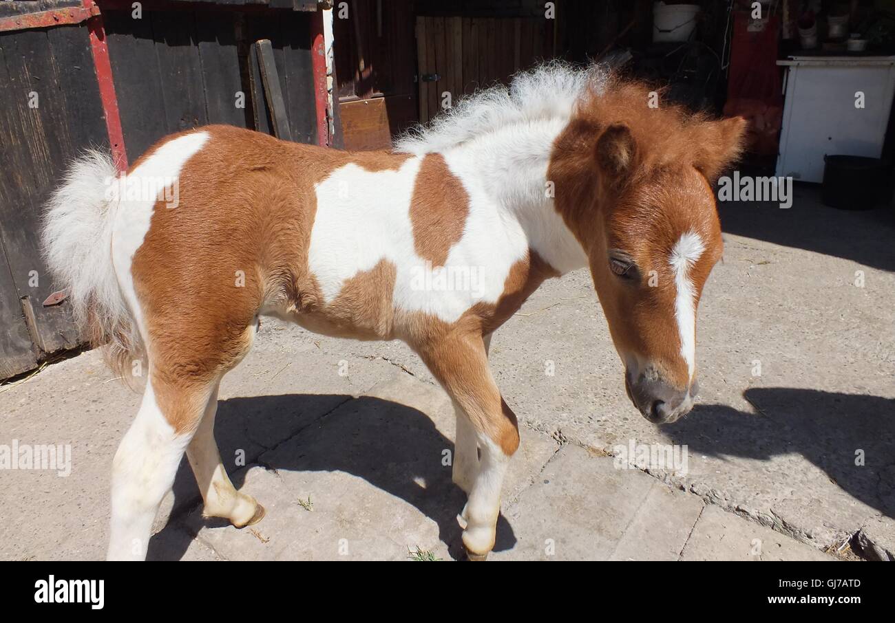 Baby pony hi-res stock photography and images - Alamy