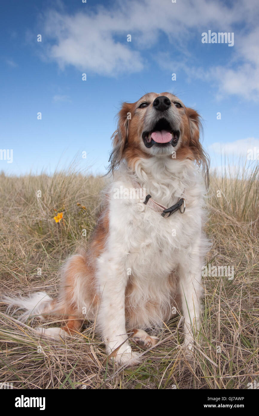 red and white fluffy collie dog lying in dune grasses with spring ...