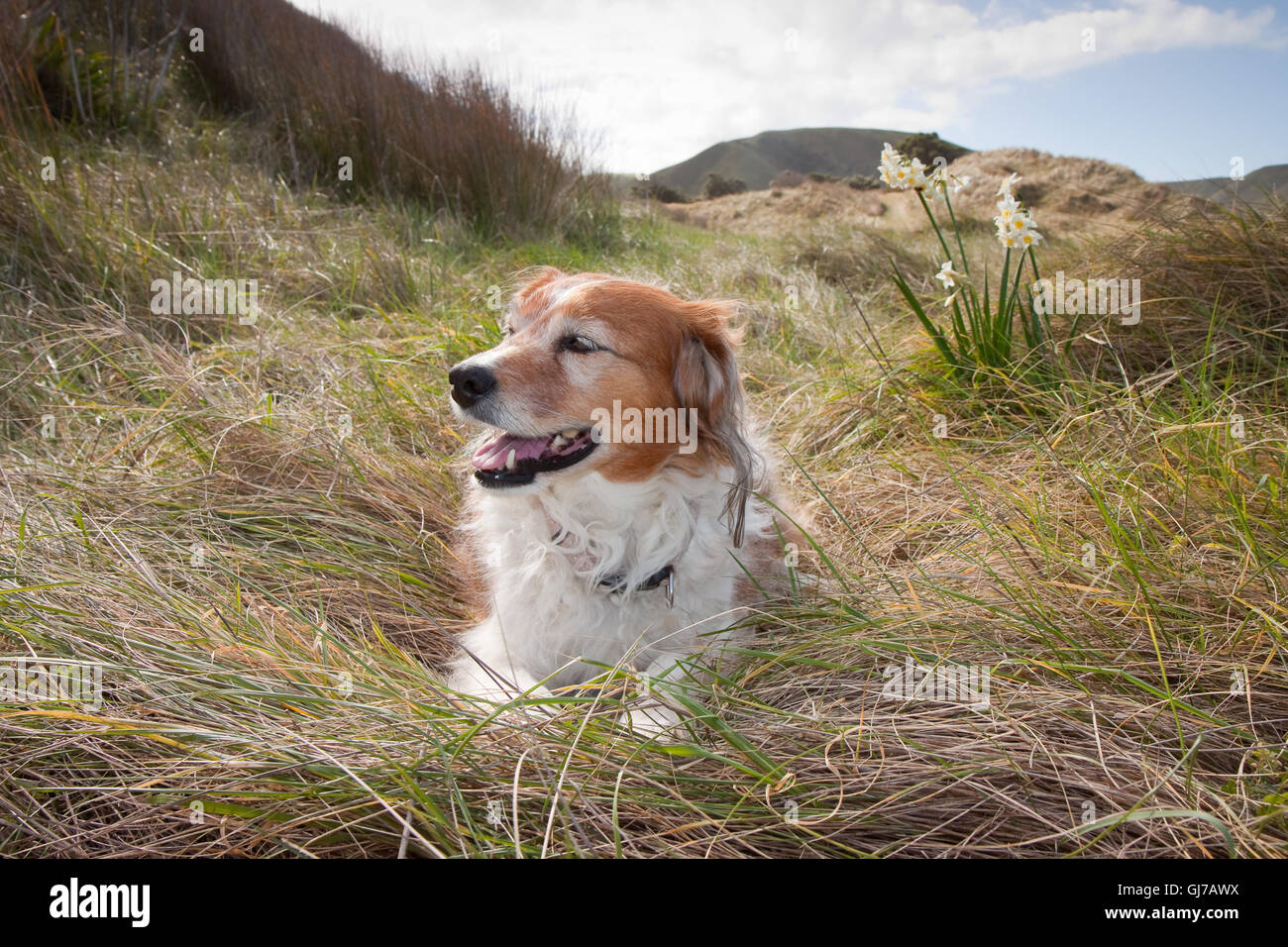 red and white fluffy collie dog lying in dune grasses with spring ...