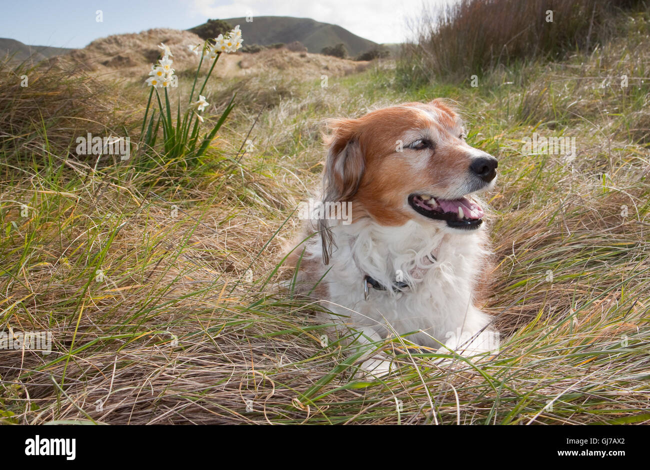 red and white fluffy collie dog lying in dune grasses with spring ...