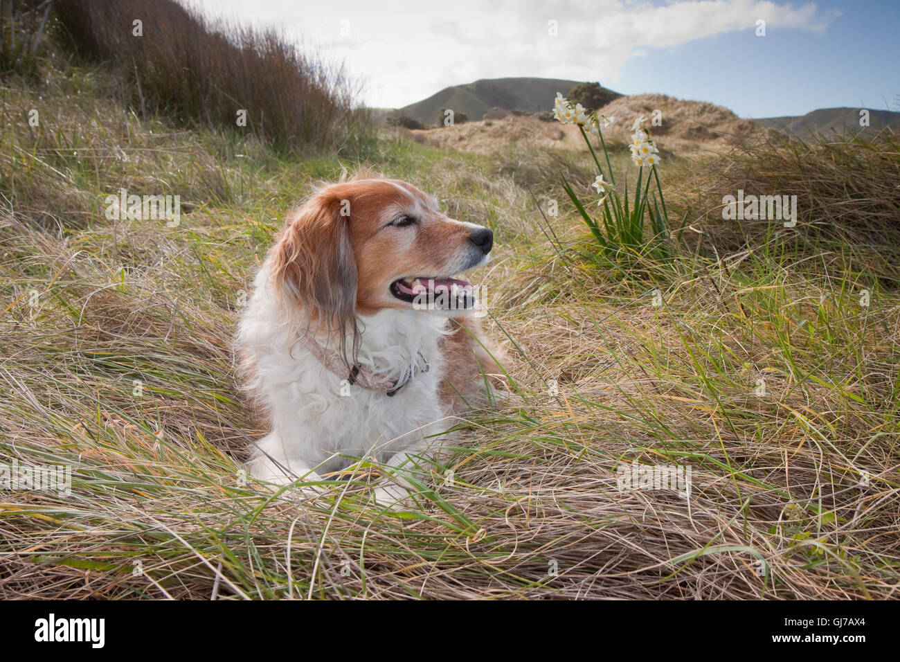 New zealand collie hi-res stock photography and images - Alamy