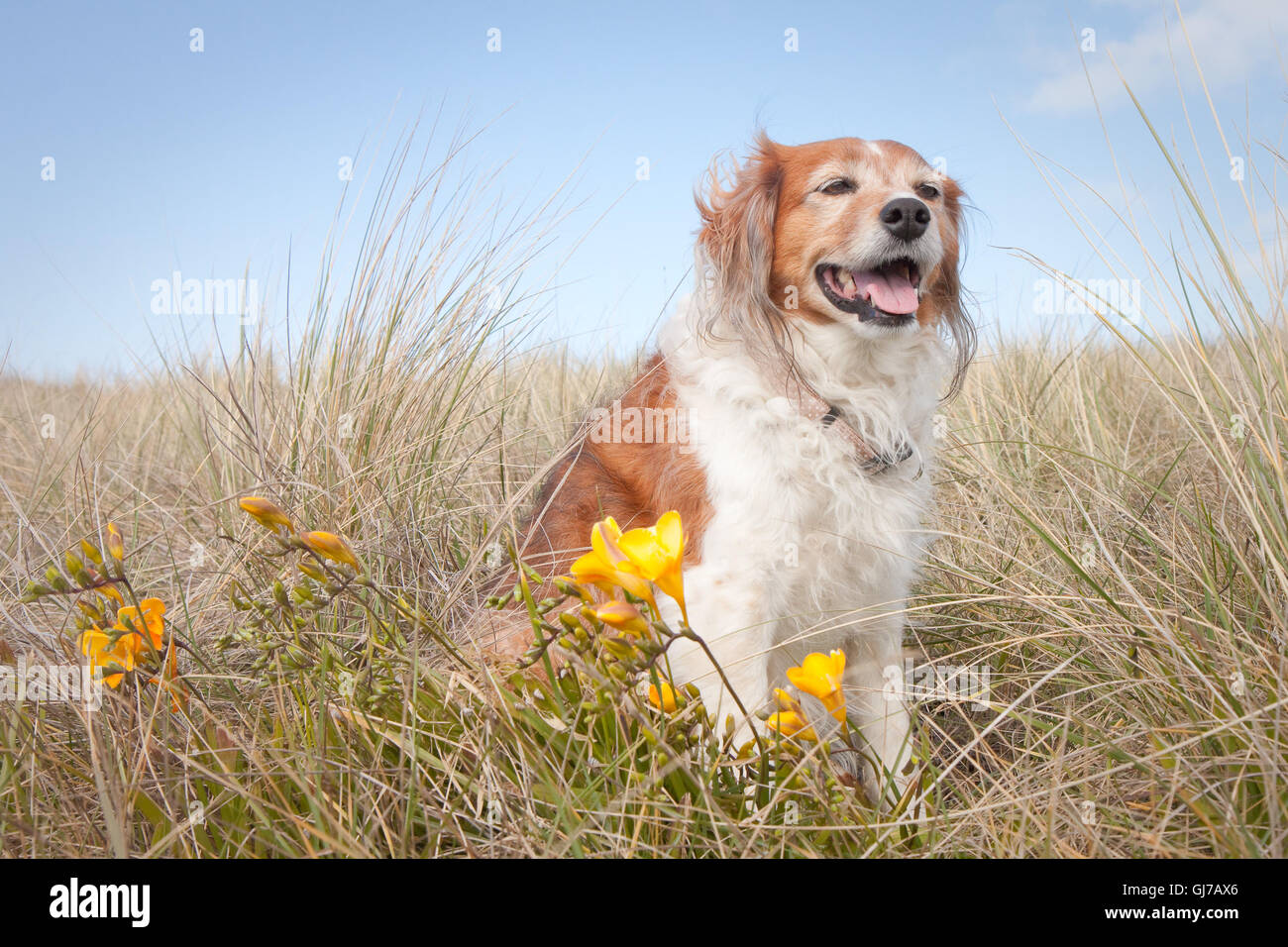 red and white fluffy collie dog lying in dune grasses with spring ...