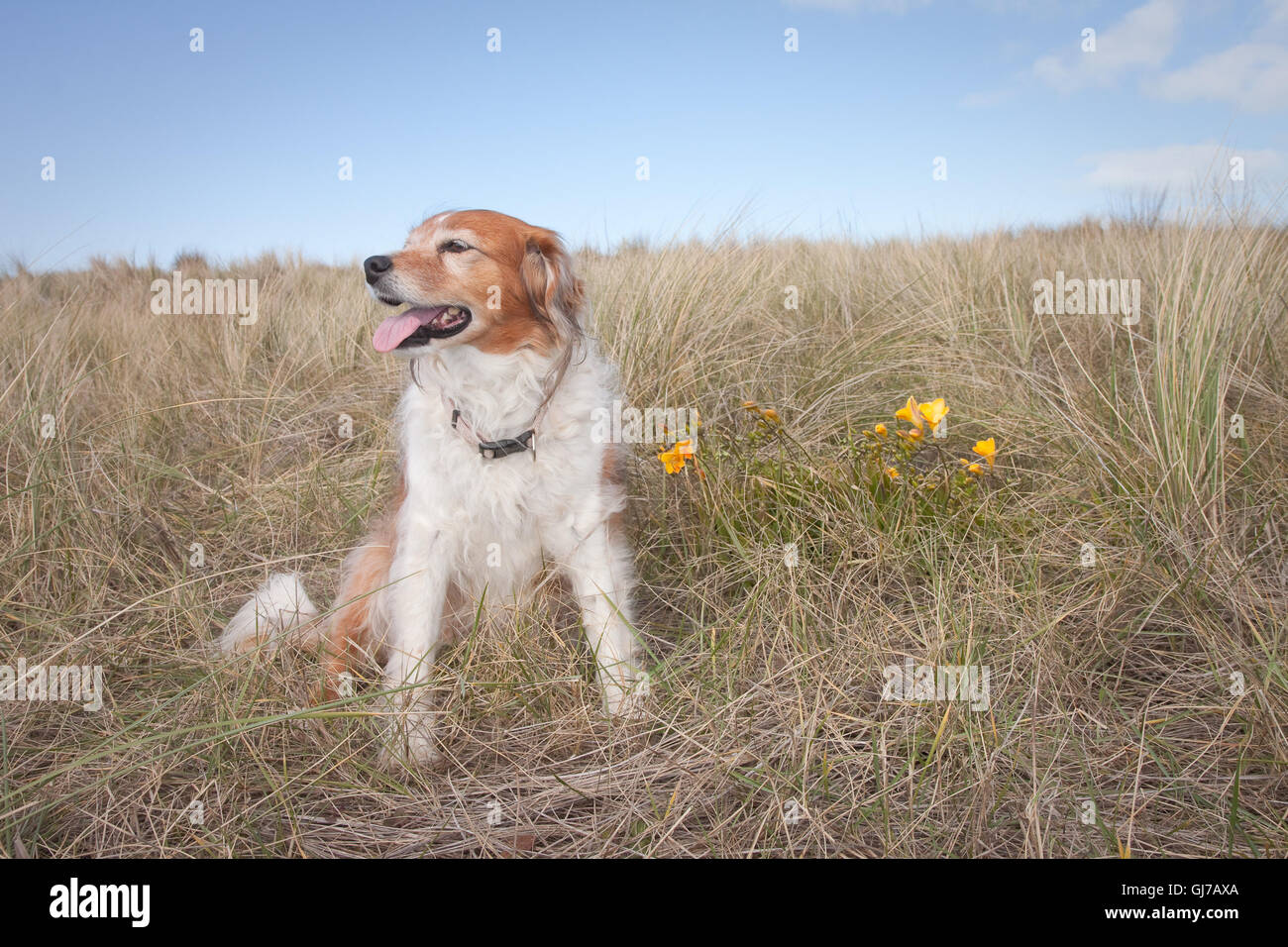 red and white fluffy collie dog lying in dune grasses with spring ...