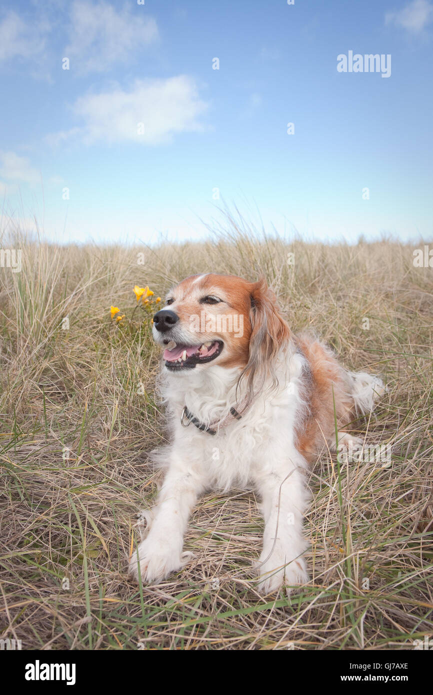 red and white fluffy collie dog lying in dune grasses with spring ...