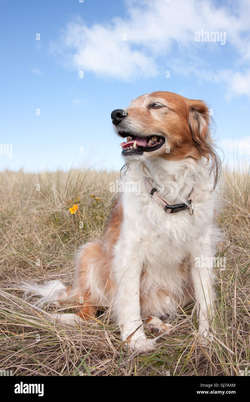 red and white fluffy collie dog lying in dune grasses with spring ...