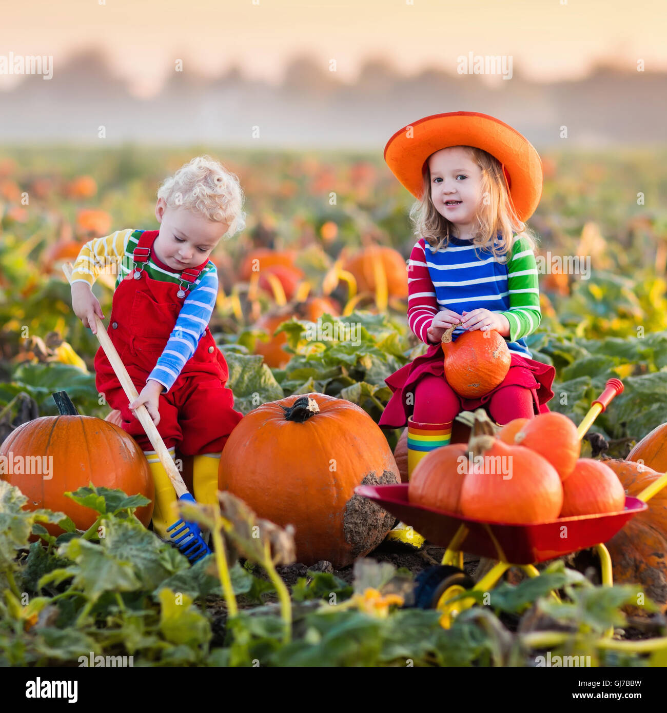 Little girl and boy picking pumpkins on Halloween pumpkin patch ...