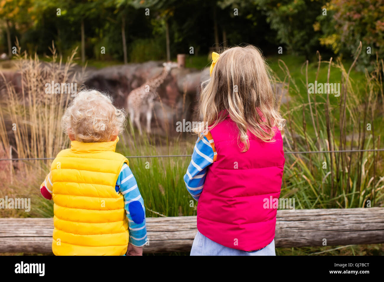 Two little kids, boy and girl, watch giraffe show in the zoo on a cold ...