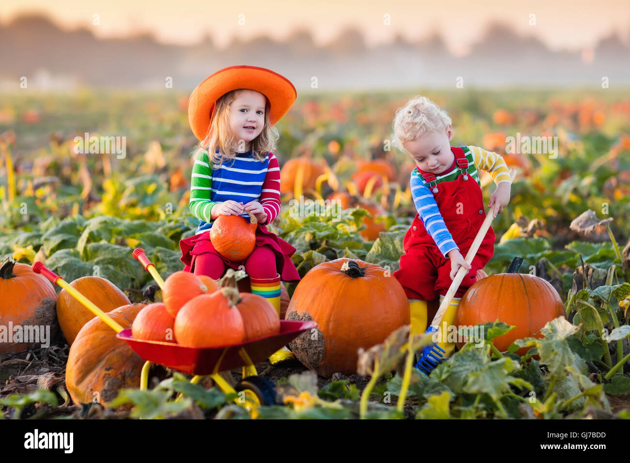 Little girl and boy picking pumpkins on Halloween pumpkin patch ...