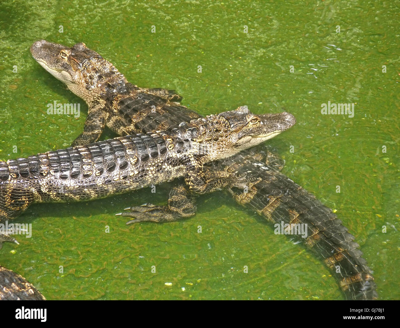 Two Alligators sitting in water in Florida Stock Photo - Alamy