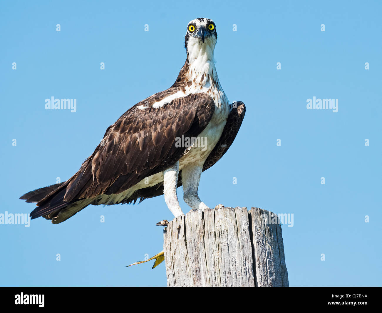 Osprey with Fish Stock Photo - Alamy