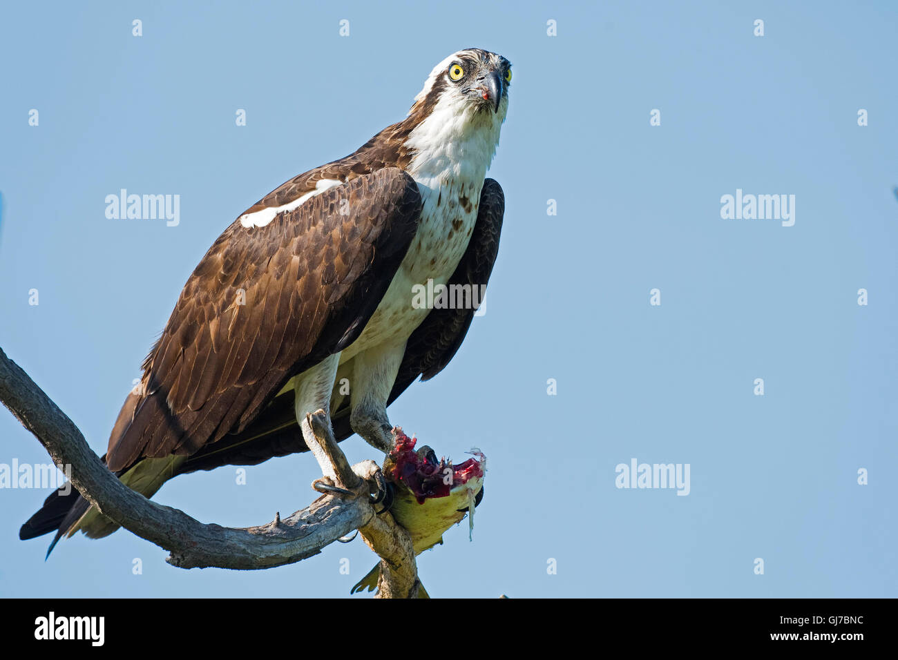 Osprey Eating Fish Stock Photo - Alamy