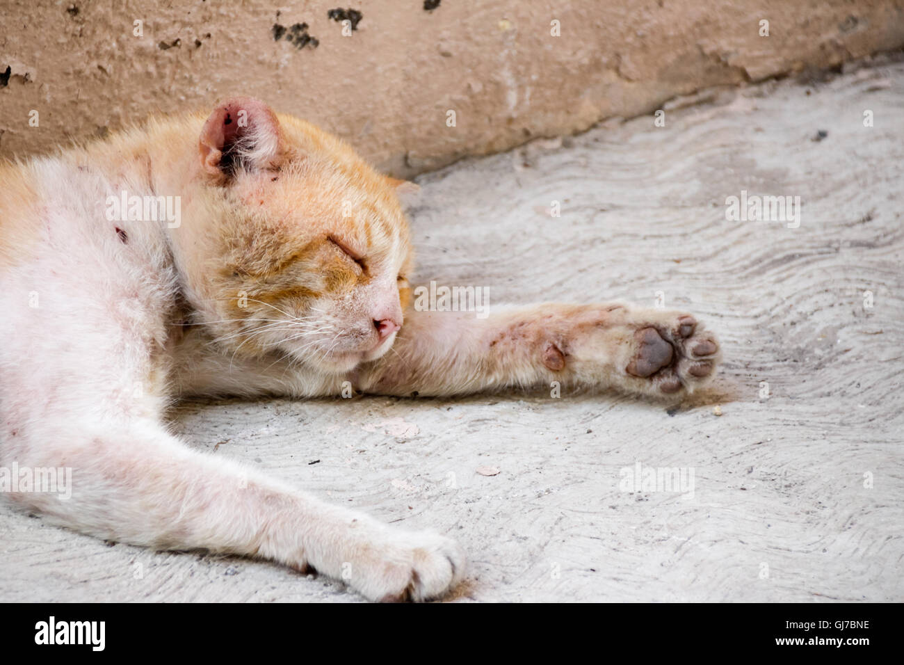 Photograph of a wounded and sad street cat Stock Photo - Alamy
