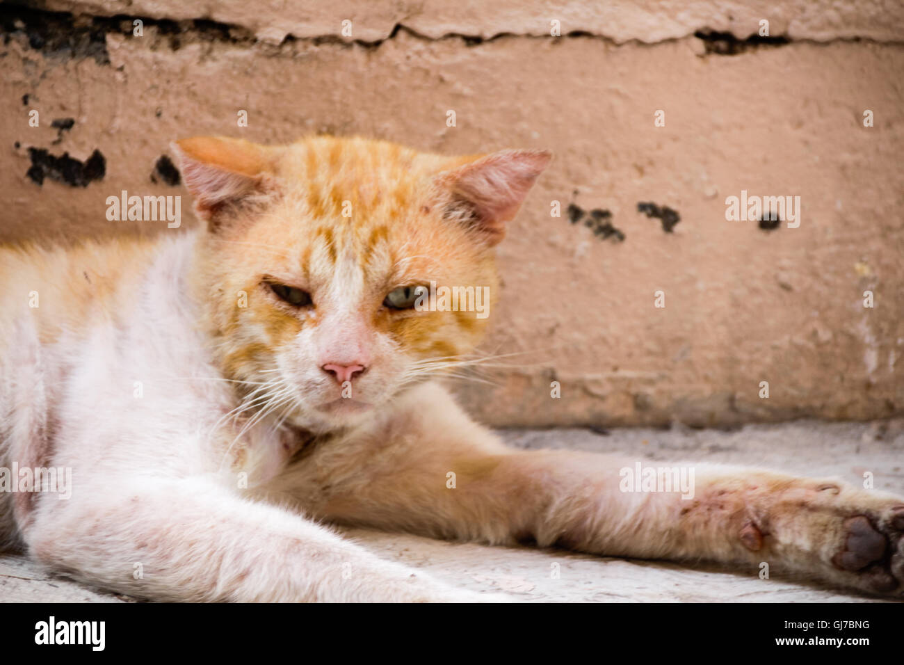 Photograph of a wounded and sad street cat Stock Photo - Alamy