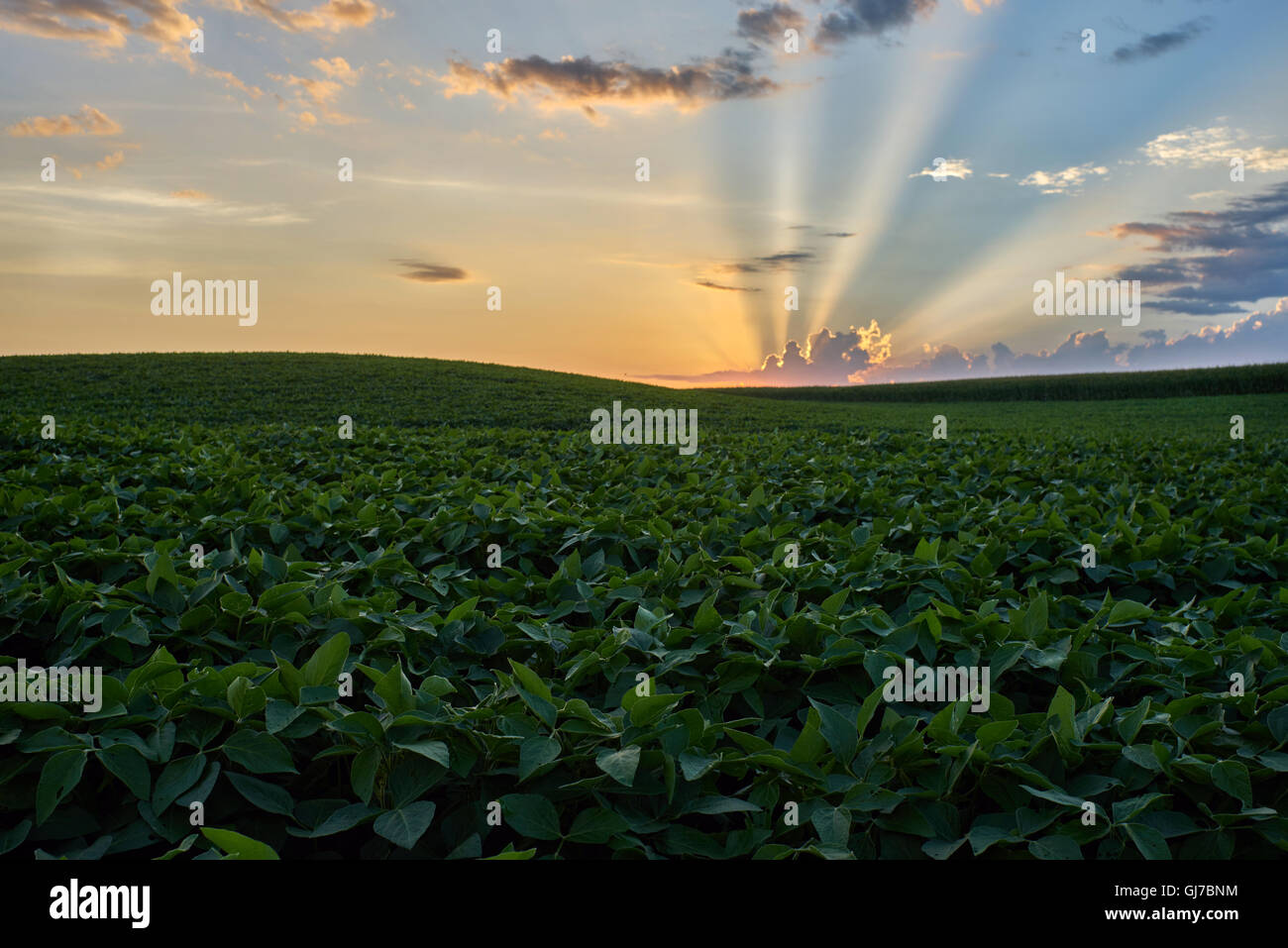 Soybean farm illinois hi-res stock photography and images - Alamy