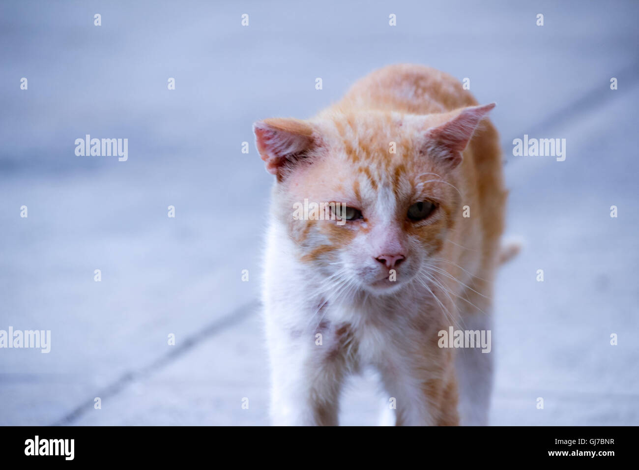 Photograph of a wounded and sad street cat Stock Photo - Alamy