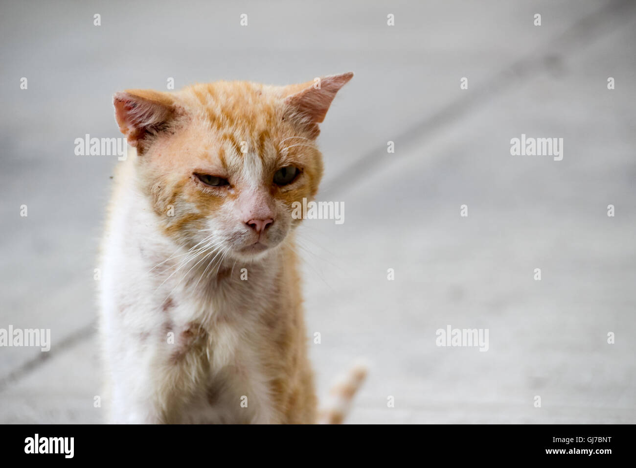 Photograph of a wounded and sad street cat Stock Photo - Alamy