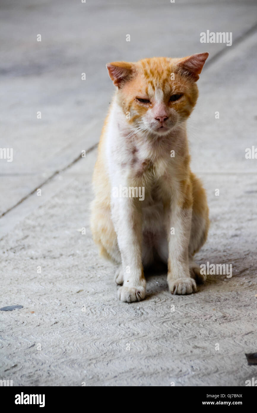 Photograph of a wounded and sad street cat Stock Photo - Alamy