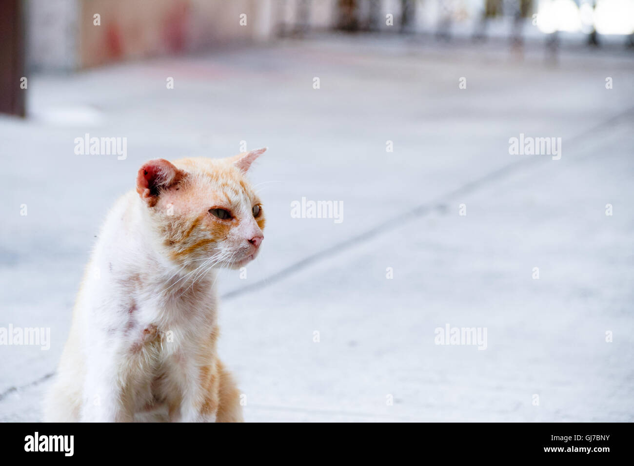 Photograph of a wounded and sad street cat Stock Photo - Alamy